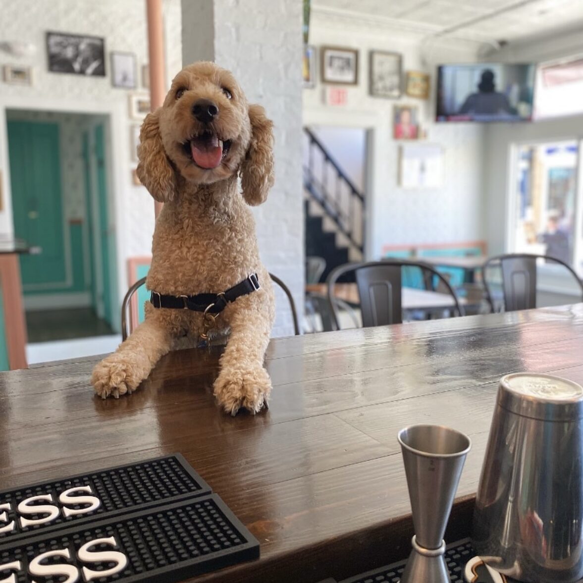 Wally's Wieners - Goldendoodle Wally - Martin's Famous Potato Rolls and ...